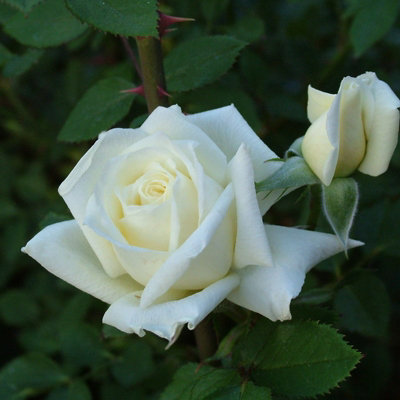 2 x Indoor Rose Quattro Mix - Real Mini Potted Plant in 10.5cm Pot ...