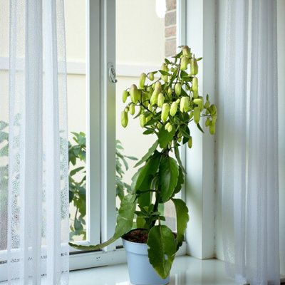 2 x Kalanchoe Pinnata Magic Bells in 14cm Pot - Easy Care Indoor Houseplant