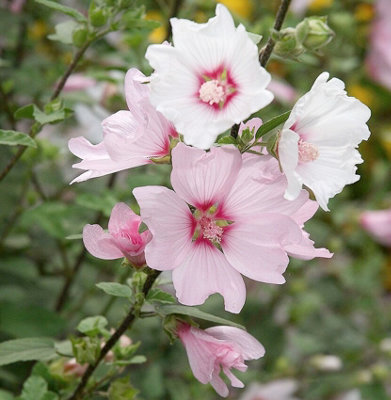 2 x Lavatera 'Barnsley' - Tree Mallow Plants - Both Arrive in 9cm Pots