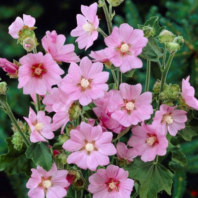 2 x Lavatera 'Rosea' - Tree Mallow Plants - Both Arrive in 9cm Pots ...