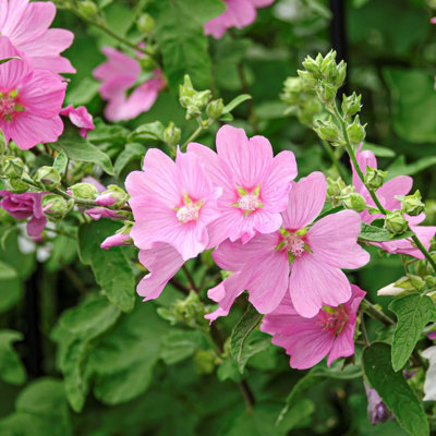 2 x Lavatera 'Rosea' - Tree Mallow Plants - Both Arrive in 9cm Pots
