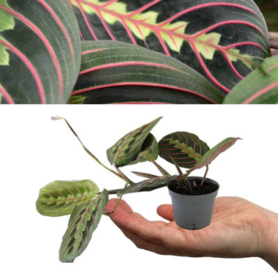 2 x Maranta Red Stripe - 15-20cm High inc Pot - Mini Indoor Plants