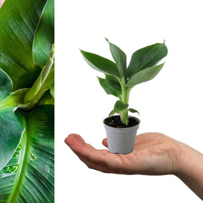 2 x Musa Acuminata Banana Plants - 15-20cm High inc Pot - Mini Indoor ...