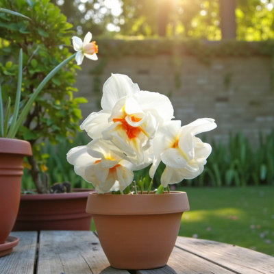 2 x Narcissus Tazetta Abba in 12cm Pot - Fragrant Multi-Flowered ...
