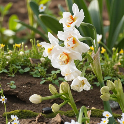 2 x Narcissus Tazetta Abba in 12cm Pot - Fragrant Multi-Flowered ...