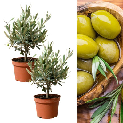 2 x Olive Trees with Mature Stems - Outdoor 'Olea Europa' in a 14cm Pot ...