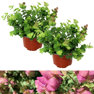 2 x Oregano Kent Beauty Shrub in 10.5cm Pots - Ornamental Origanum ...