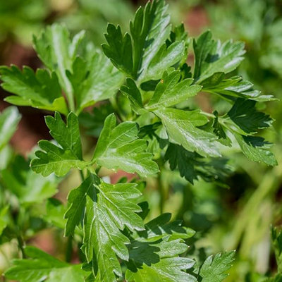 2 x Parsley Flat Leaf Herb Plants in 13cm Pots - Ideal for Cooking and ...