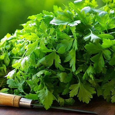 2 x Parsley Flat Leaf Herb Plants in 13cm Pots - Ideal for Cooking and ...