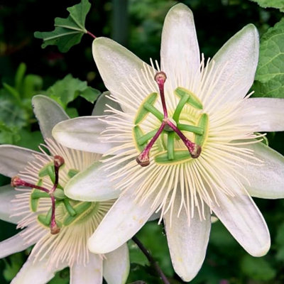 2 x Passiflora Constance Elliot Plant in 9cm Pot - Hardy Passion Flower ...