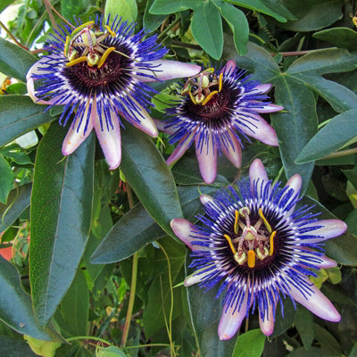 2 x Passiflora Passion Flower 'Damsels Delight' in 9cm Pots - Semi ...