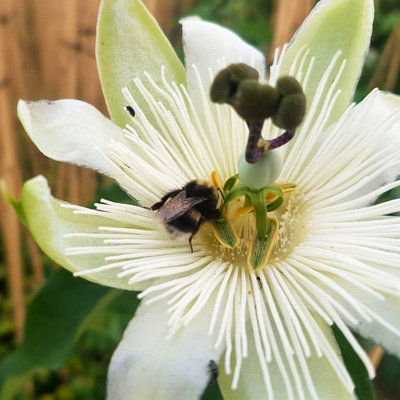 2 x Passiflora Snow Queen Plant in 9cm Pot - Passion Flower Semi ...