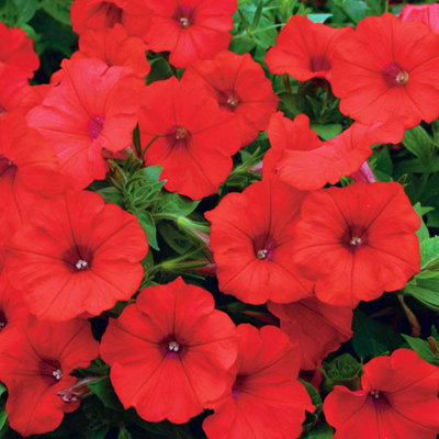 2 x Petunia Surfinia Deep Red - Trailing Variety in 9cm Pot - Ideal for ...
