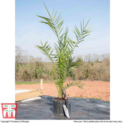 2 x Phoenix Canary Palm Tree 1.5 Litre Potted Plant - Tropical Style ...