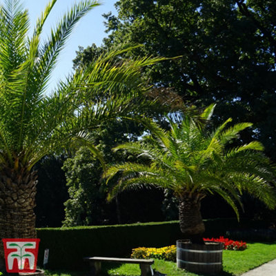 2 x Phoenix Canary Palm Tree 1.5 Litre Potted Plant - Tropical Style ...