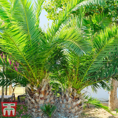 2 x Phoenix Canary Palm Tree 1.5 Litre Potted Plant - Tropical Style ...