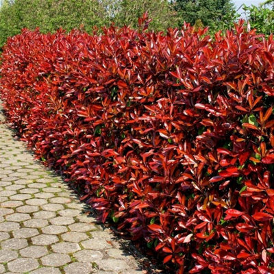 2 x Photinia Little Red Robin Plants in 9cm Pots - Evergreen Shrub for ...