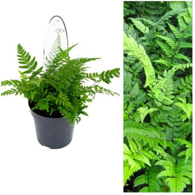 2 x Polystichum Tsus-Simense Fern Plant - Korean Rock Fern Outdoor Fern ...