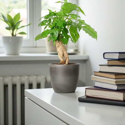 2 x Radermachera Sinica China Doll Plant in 12cm Pot - Asian Bell Tree ...