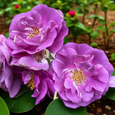 2 x Rhapsody in Blue Rose Bush in 14cm Pot - Fragrant Purple Floribunda Rose Bush