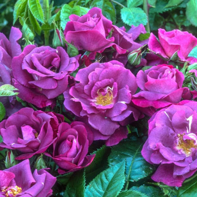 2 x Rhapsody in Blue Rose Bush in 14cm Pot - Fragrant Purple Floribunda Rose Bush