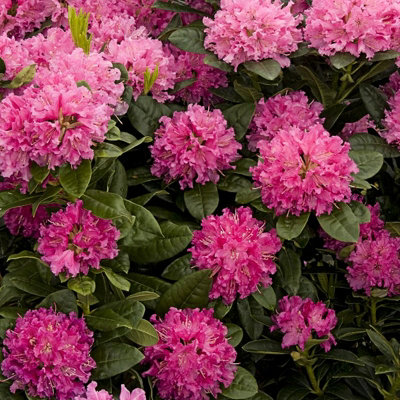 Shop 2 x Rhododendron Rocket Plants - 15-20cm in Height - 9cm Pots