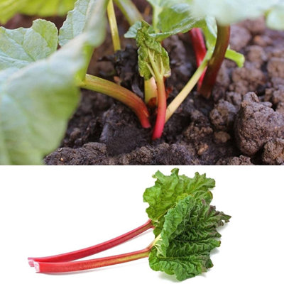 2 x Rhubarb Crowns Fulton's Strawberry Surprise - Rhubarb Plant Perfect ...