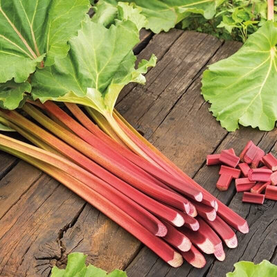 2 x Rhubarb Crowns Fulton's Strawberry Surprise - Rhubarb Plant Perfect ...