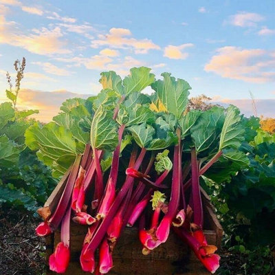 2 x Rhubarb Crowns Prince Albert - Ready to Plant - Rhubarb Plant ...