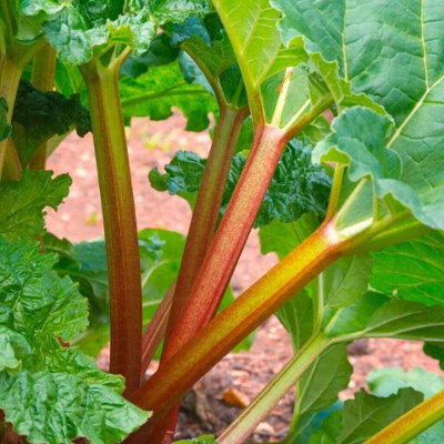 2 x Rhubarb Crowns Prince Albert - Ready to Plant - Rhubarb Plant ...