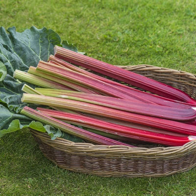 2 x Rhubarb Crowns Victoria - Ready to Plant - Rhubarb Plant Perfect ...