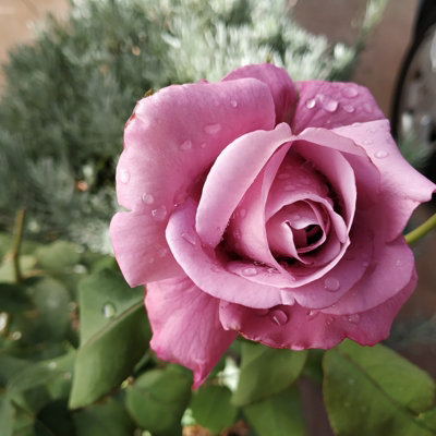 2 x Rose Bush Royal Air Force in 3L Pot - Lilac Summer Autumn Outdoor ...