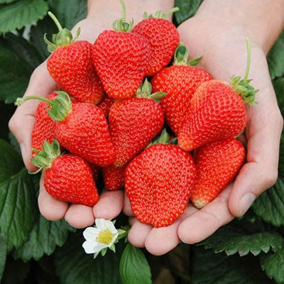 2 x Strawberry Honeoye Fruit Plants in 1L Pots - Easy Grow High ...