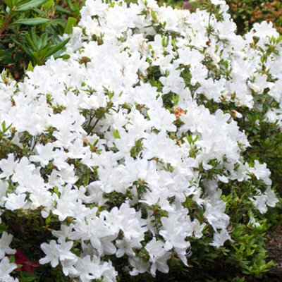 2 x White Japanese Azalea (20-30cm Height Including Pot) - Delicate ...