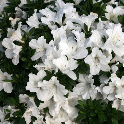 2 x White Japanese Azalea (20-30cm Height Including Pot) - Delicate ...