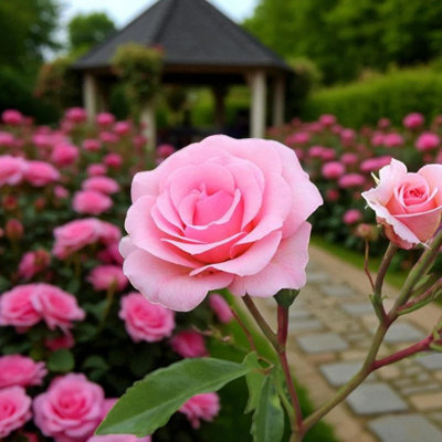 2 x You're Beautiful Bare Root Rose - A Graded Fragrant, Hardy & Repeat ...