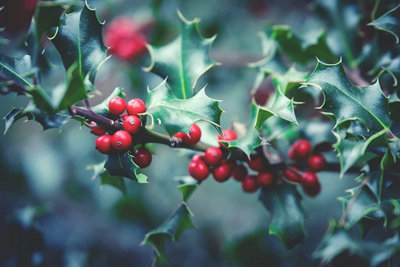 20-30cm Holly (Ilex Aquifolia) Pot Grown Evergreen Hedging Plants Shrub ...