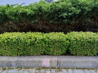 20-30cm Ilex Crenata (Green Hedge) Box Leafed Japanese Holly Hedge ...