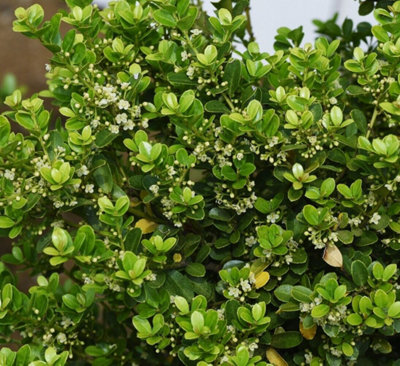 20-30CM ILEX CRENATA (GREEN HEDGE) BOX LEAFED JAPANESE HOLLY HEDGE ...