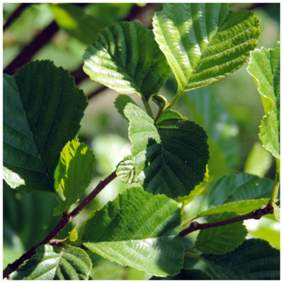 20 Common Alder Hedging,Alnus Glutinosa 2-3ft Trees,Great For Wildlife ...