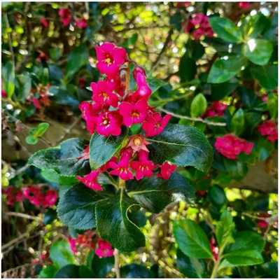 20 Escallonia Rubra Macrantha in 9cm Pot Hedging Plant Evergreen ...