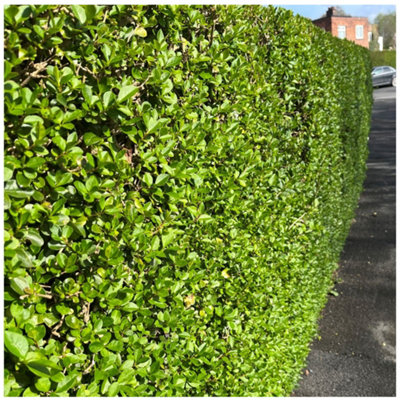 20 Green Privet Plants 3-4ft Tall, Evergreen Hedging, Grow a Quick ...