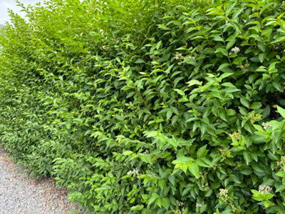 20 Green Privet Plants 3-4ft Tall, Evergreen Hedging, Grow a Quick ...