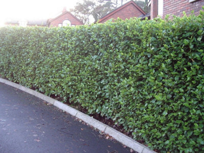 20 Griselinia Evergreen Hedging Plants 20-30cm in 9cm Pots, Fast Growing New Zealand Laurel 3FATPIGS