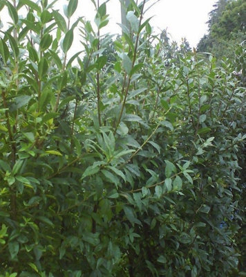 20 Wild Privet Ligustrum Vulgare 2-3ft Plants 60-90cm Evergreen Hedging ...
