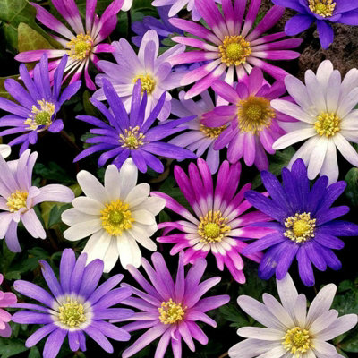 20 x Anemone Blanda Mix Summer Bulbs - Grecian Windflower Spring Herbaceous Perennial Corms ...