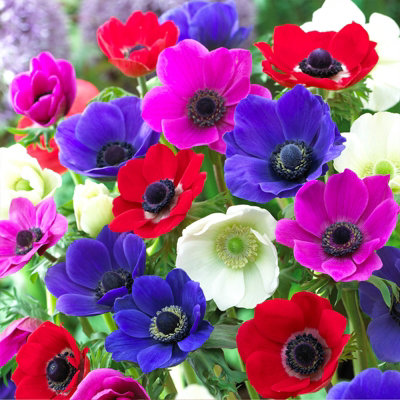 20 x Anemone Da Caen Mix Summer Bulb Corms - Colourful Mixed Poppy ...