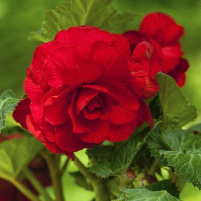 20 x Begonia Double Red Summer Tubers - Long Flowering Season Perennial ...