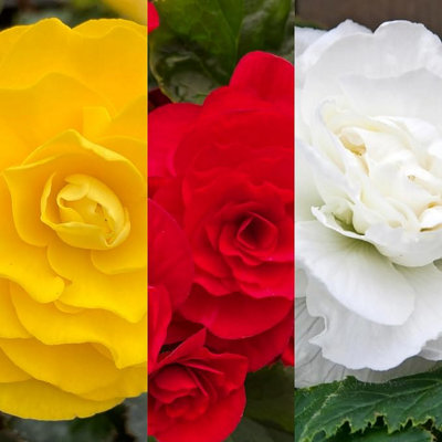 20 x Begonia Double Traditional Mix Summer Tubers - Large Headed ...