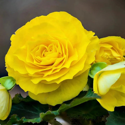 20 x Begonia Double Yellow Summer Tubers - Long Flowering Season ...
